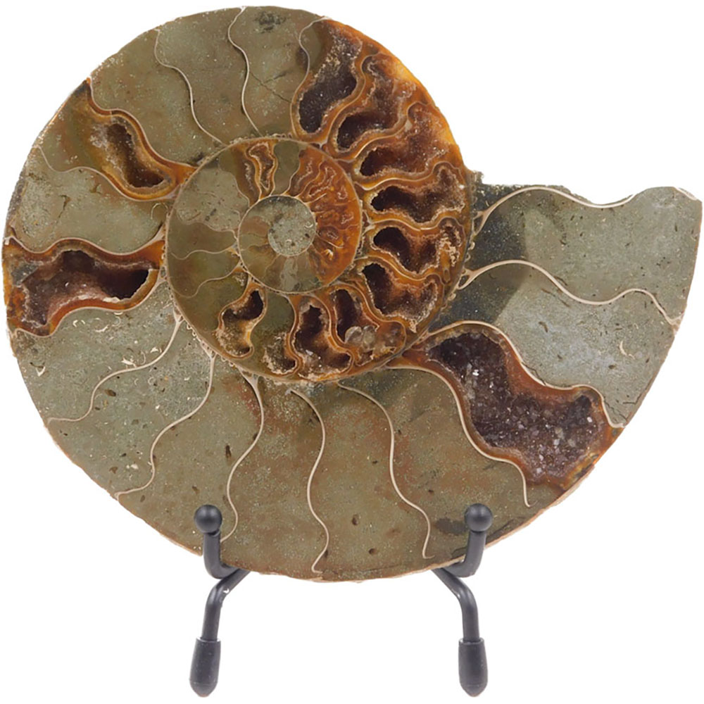 Ammonite Half - Rock Your World Wisconsin
